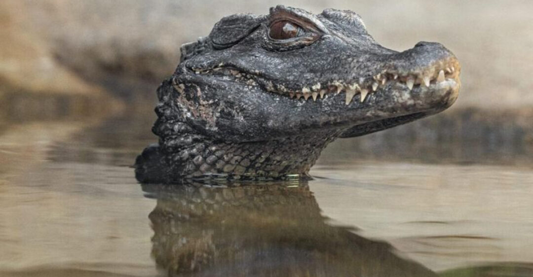 9 Dangerous Creatures You’ll Find In The Amazon Rainforest