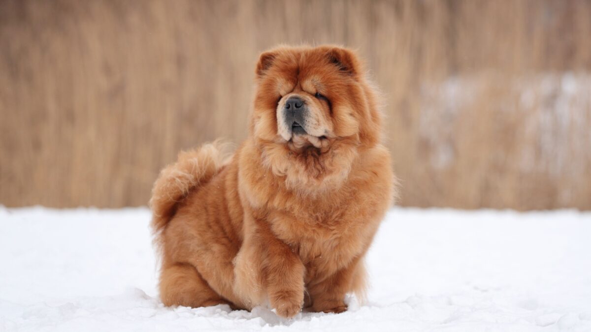 9 Dogs That Were Born To Be The Center Of Attention