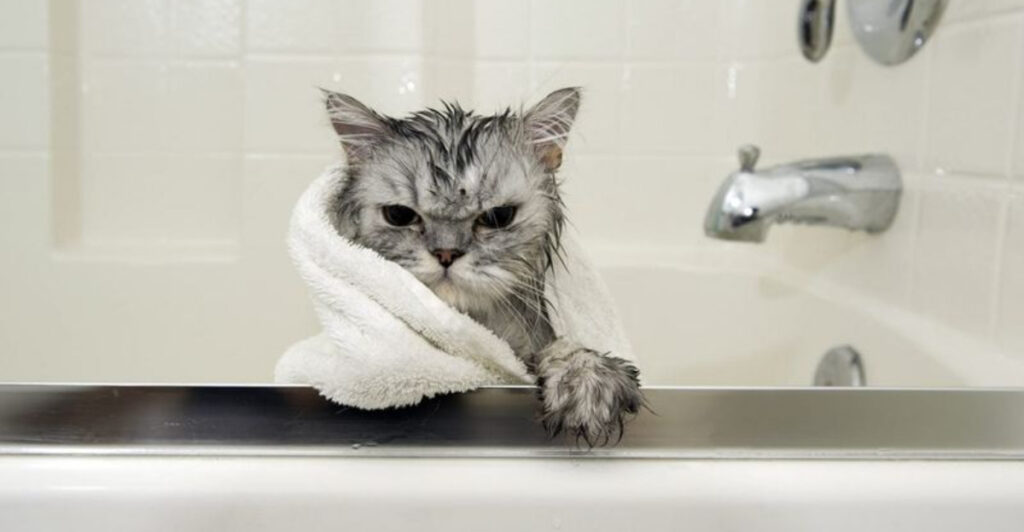 9 Expert Tips For Bathing Your Cat Without Getting Scratched