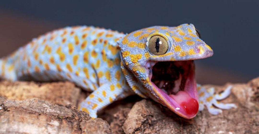 9 Fascinating Reptiles That Can Regrow Their Tails (And If They Make ...