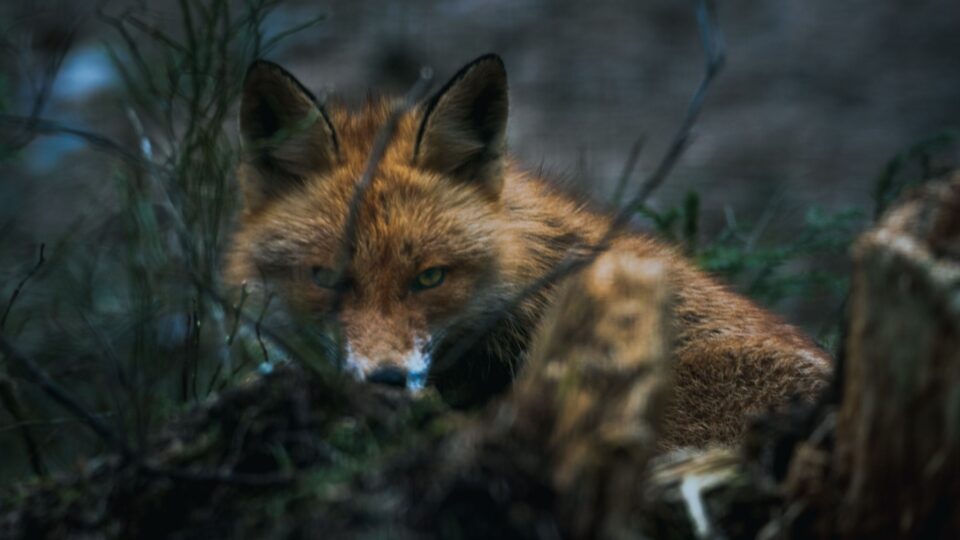 9 Fearsome Predators Known For Their Ambush Tactics