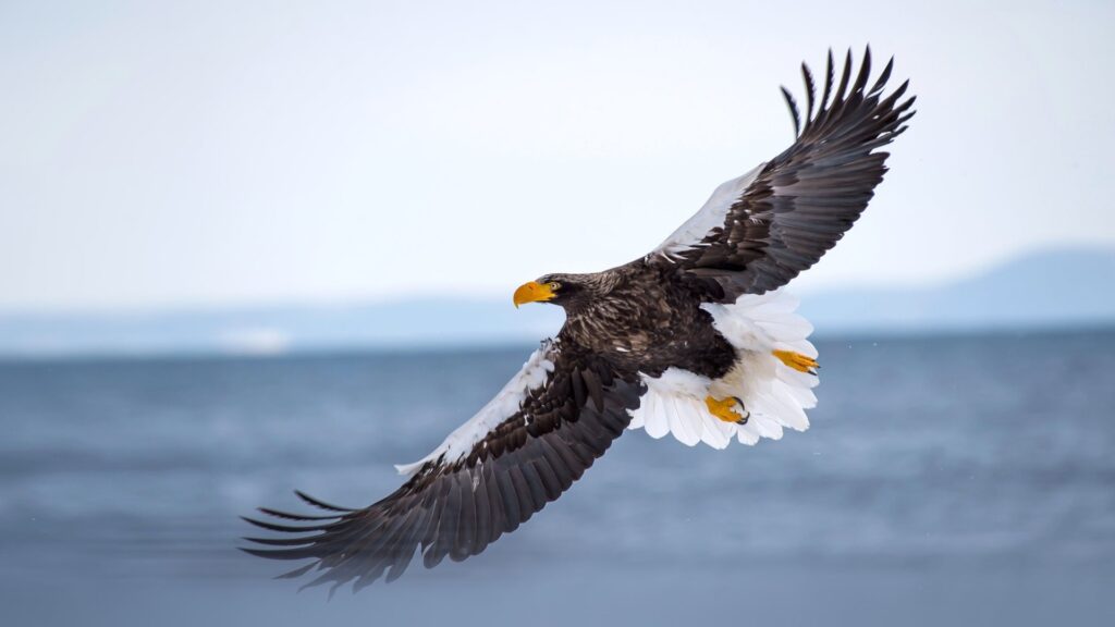 9 Mighty Birds With Shocking Strength