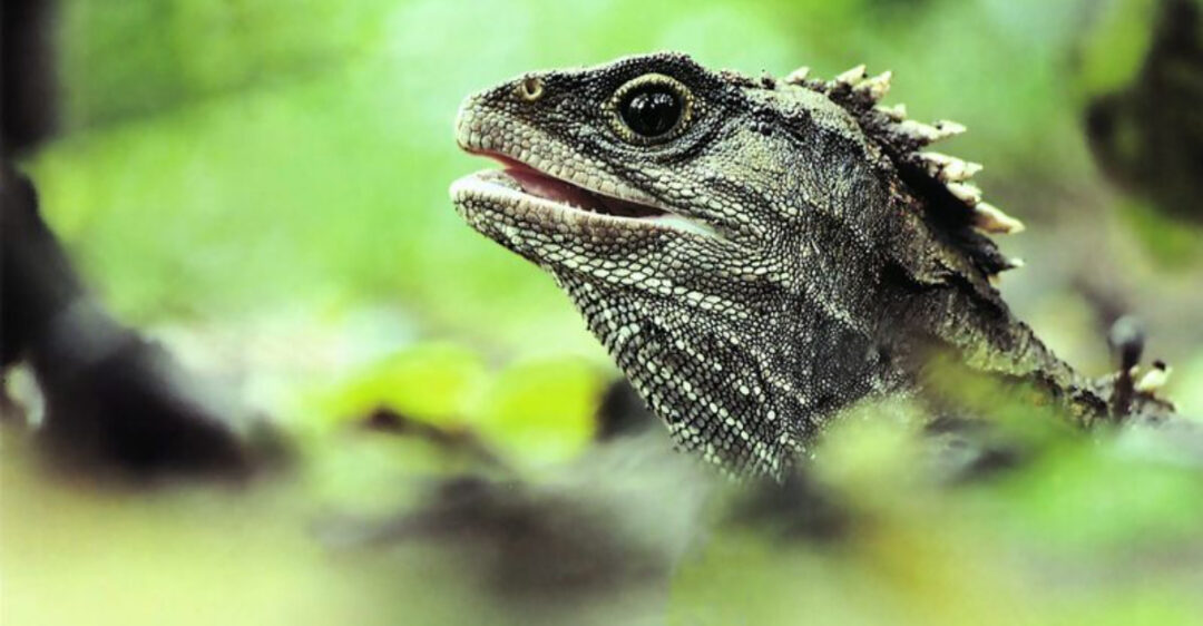 9 Oldest Animal Species Still Surviving In The Modern World