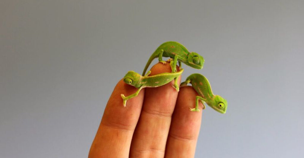 The World’s Largest Bear Stands 5 Feet Tall – Without Even Rising On ...