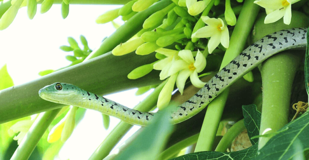 9 Scents You Didn’t Know Attract Snakes To Your Property