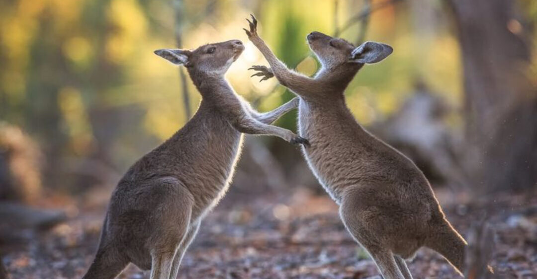 9 Sweet-Looking Animals You’d Never Guess Could Attack