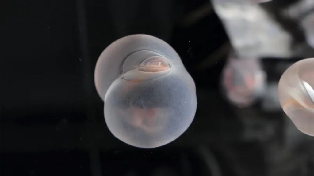 A Deep-Sea Mystery: Meet The Strange Pigbutt Worm