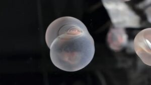 A Deep-Sea Mystery: Meet The Strange Pigbutt Worm