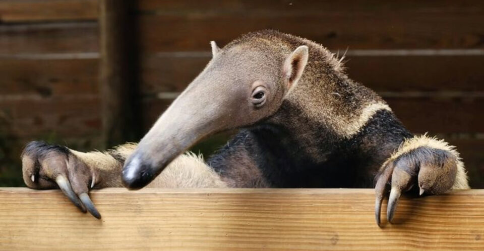 Did You Know That Giant Anteaters Don't Have Teeth?