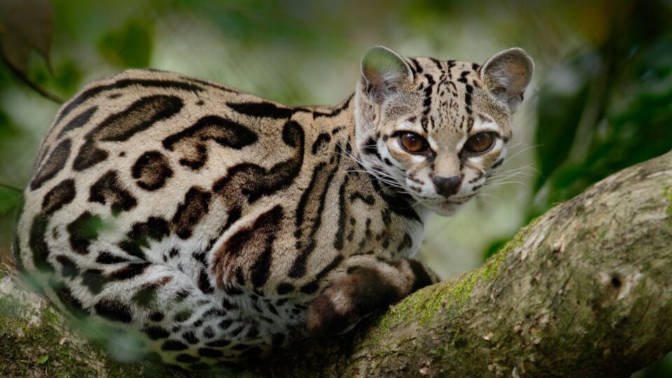 Discover 20 Unique Wild Cat Breeds From Every Corner Of The Globe