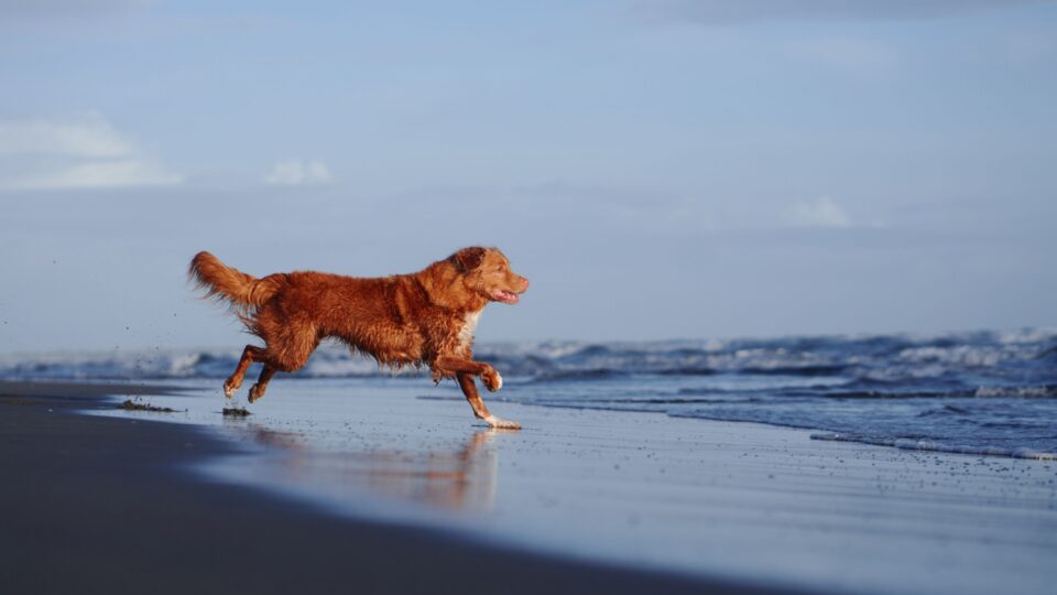 Dive Into Adventure With 10 Webbed-Foot Dog Breeds