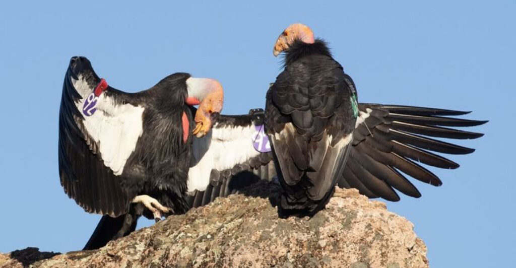 Endangered California Condor May Disappear Forever In 2025