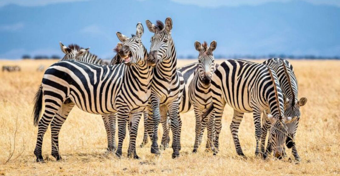 Fascinating Reasons Why Zebras Cannot Be Domesticated