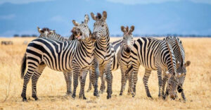Fascinating Reasons Why Zebras Cannot Be Domesticated