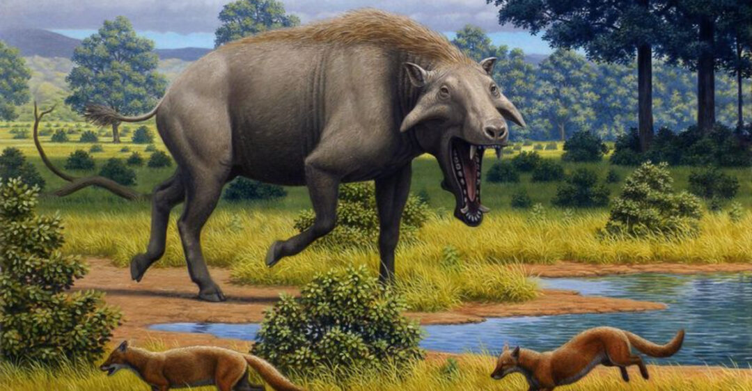 Fun Facts About Daeodon, The Giant Entelodont With A Mighty Bite