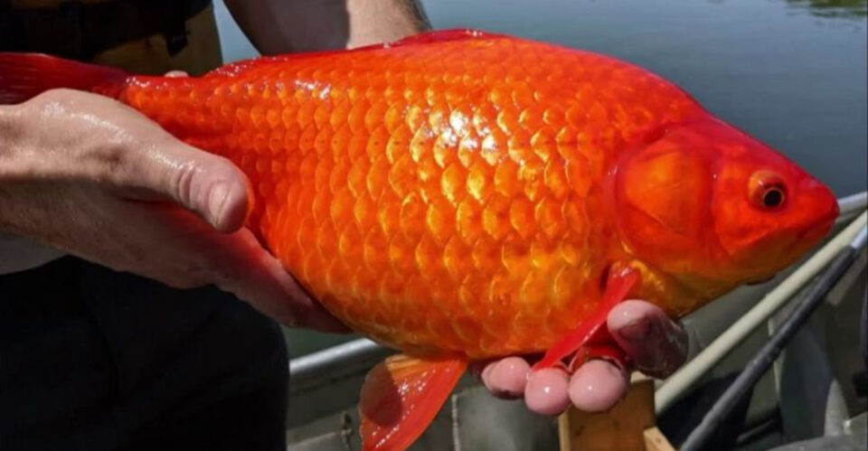 Giant Goldfish Found In Pennsylvania Prompts A Warning For Fish Owners