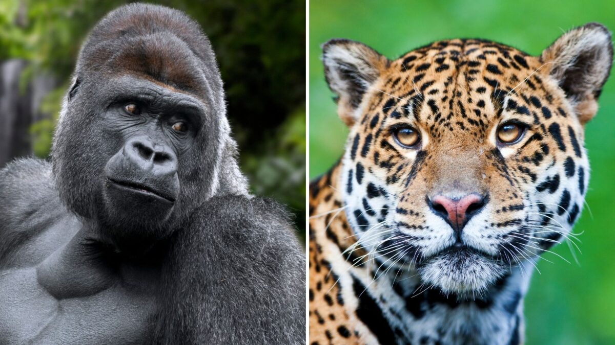 Gorilla Vs. Jaguar: Which Apex Predator Holds The Advantage?
