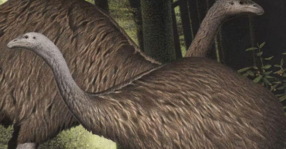 How Humans Wiped Out New Zealand’s Giant Birds In Just 300 Years