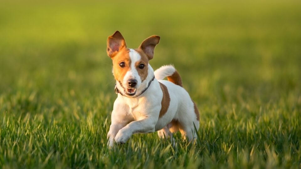 How Long Do Dogs Live - And How Can You Help Your Dog Live Longer?