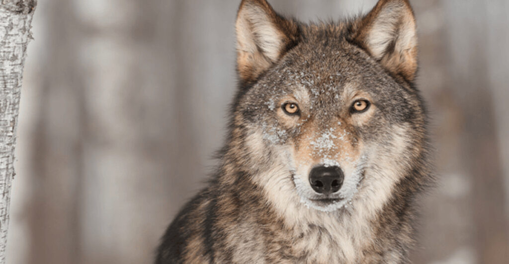 How The American Gray Wolf Fought Its Way Back From Near Extinction