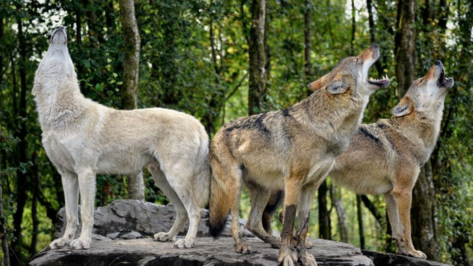 How Wolves Transformed Yellowstone’s Ecosystem In Just 20 Years