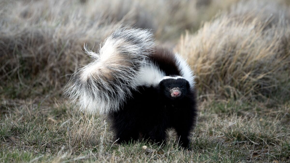 If You Get Sprayed By A Skunk Here's What To Do