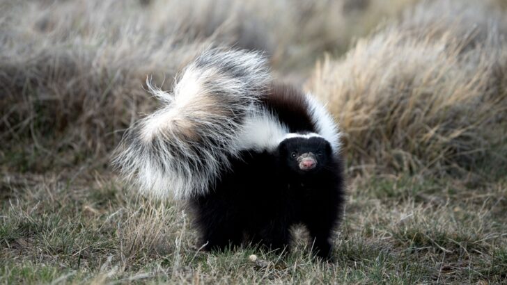 If You Get Sprayed By A Skunk Here's What To Do