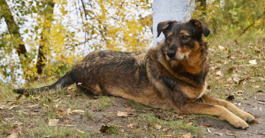 Meet The Dogs Of Chernobyl : 7 Ways They Show How Radiation Affects Animals