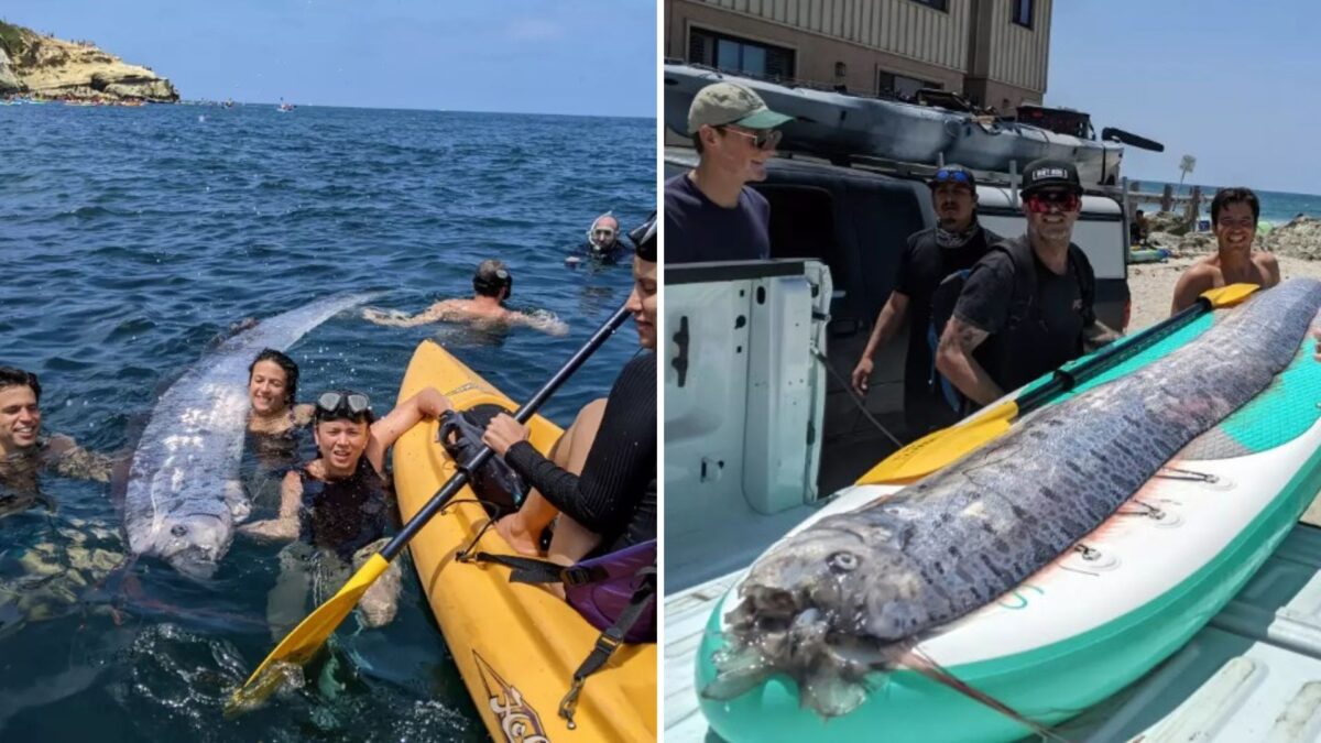 Mysterious 12-Foot ‘Doomsday Fish’ Found In California