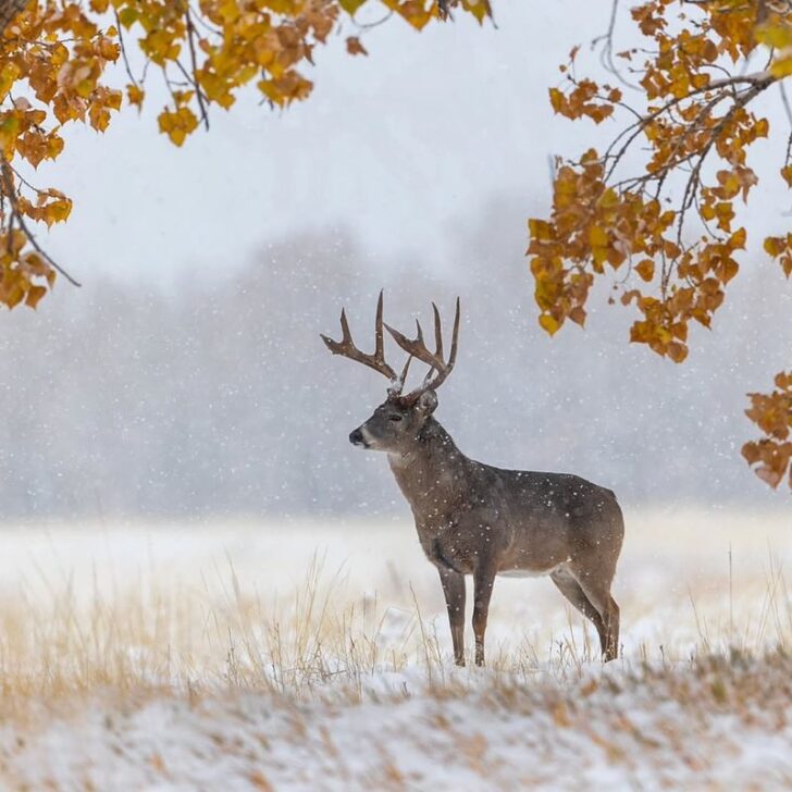 A Record-Breaking Buck Has Been Taken In Illinois