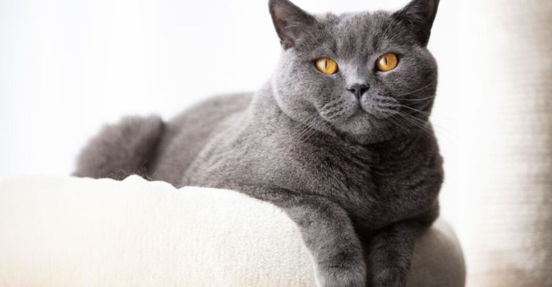 New York's Best Apartment Cats: 17 Breeds That Rule The City