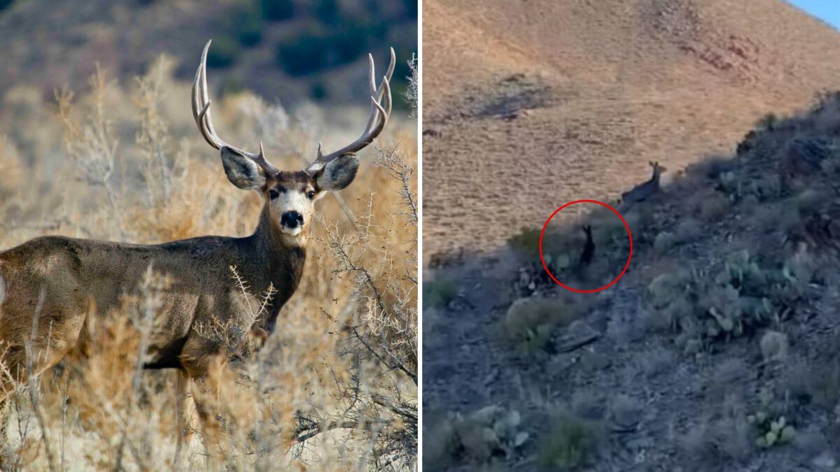 One-In-A-Million Desert Mule Deer Spotted In Texas