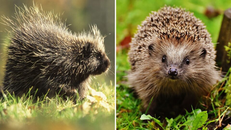 Porcupine Vs Hedgehog: 10 Main Differences Explored