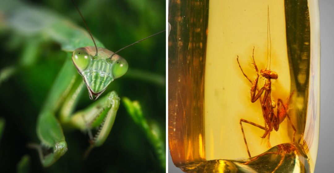 Prehistoric Praying Mantis Preserved In Amber For 30 Million Years