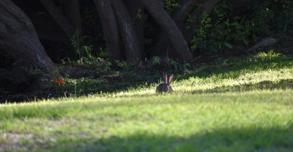 Rare Rabbit Thought Extinct For Over 100 Years Spotted Again - Animalko