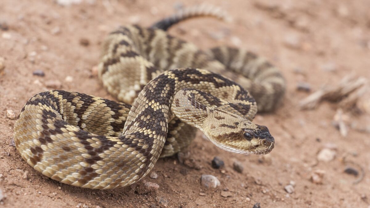 Rare Rattlesnake Found In Central Texas, The Second Ever Recorded In ...