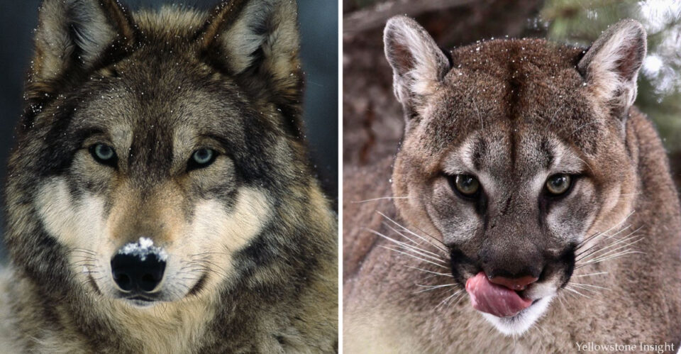 Reintroducing Wolves And Cougars: Restoring Balance Or Creating Chaos?