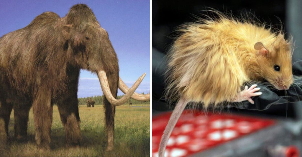 Scientists' Woolly Mammoth Experiment Results In Woolly Mice - Animalko