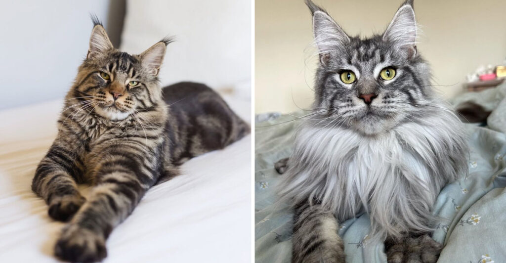Should You Get A Maine Coon? Check Out These 16 Pros And Cons