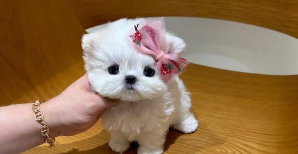 Teacup Dogs: 12 Charming Miniature Breeds You Need To Know - Animalko