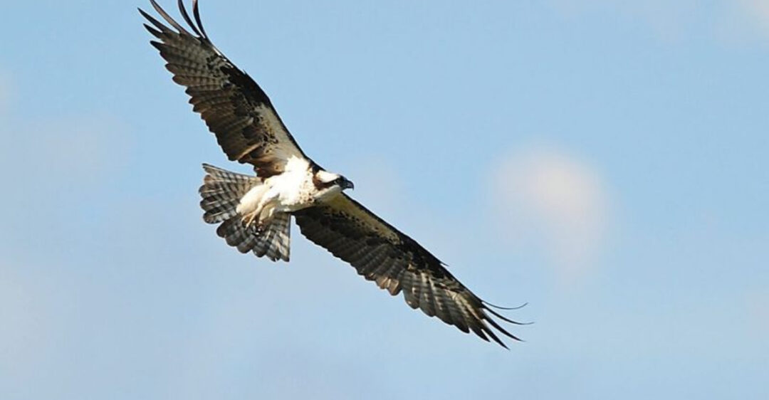 The 12 Most Beautiful Bird Migration Routes Across The U.S.