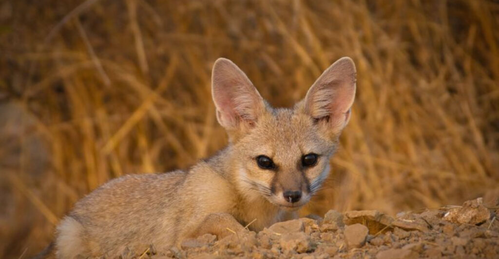 The 13 True Foxes From All Around The Globe