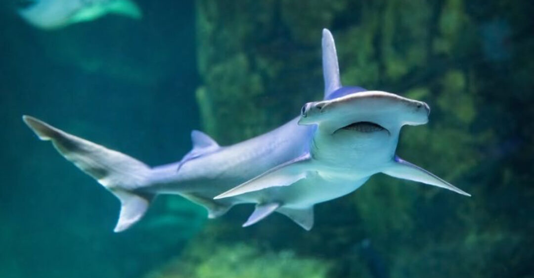 The 15 Weirdest Shark Species In The World