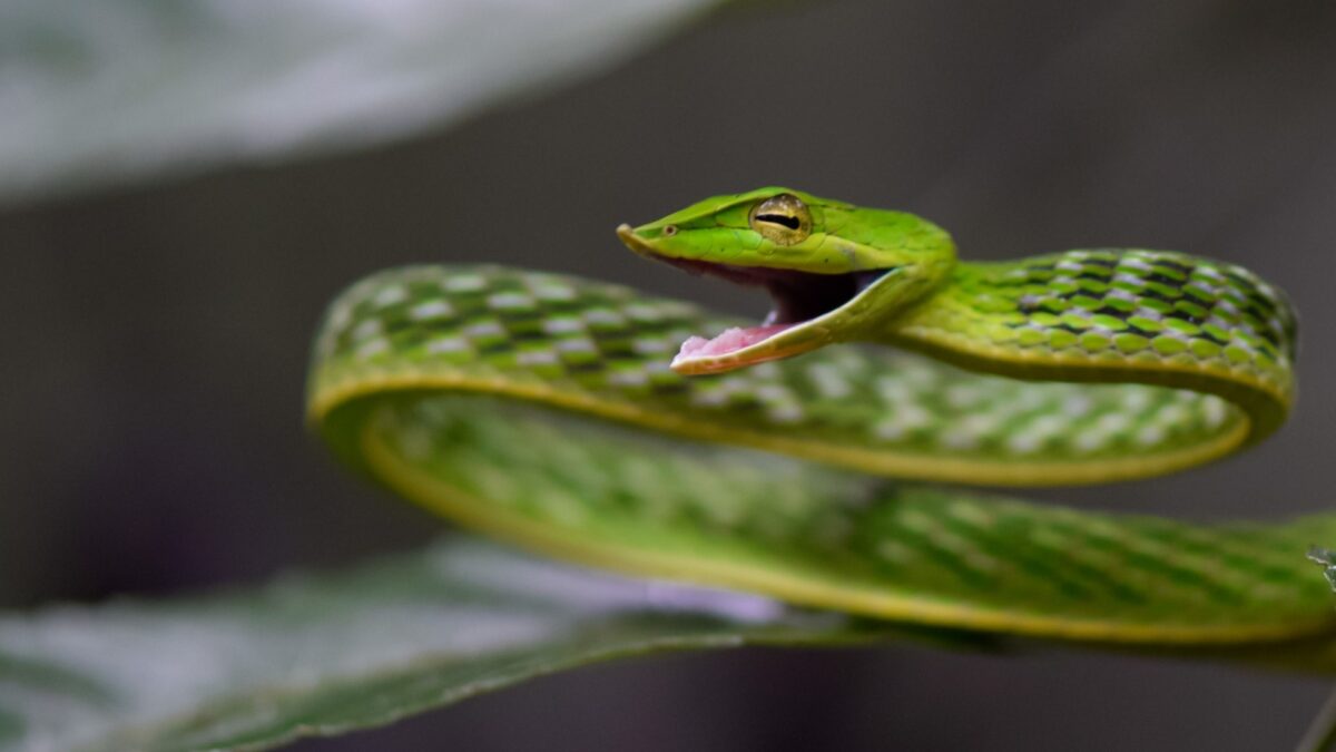 The 15 Weirdest Snakes In The World