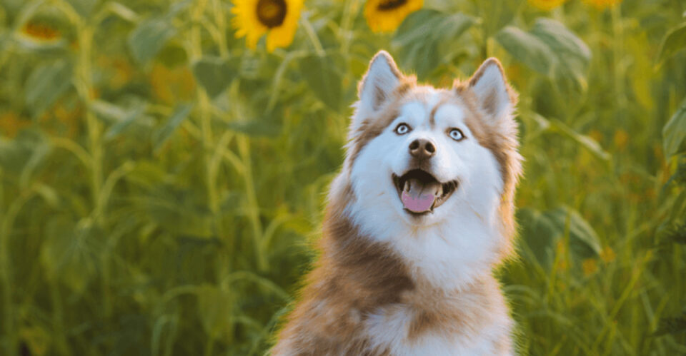 The 57 Most Popular Dog Breeds In The U.S. Of All Time