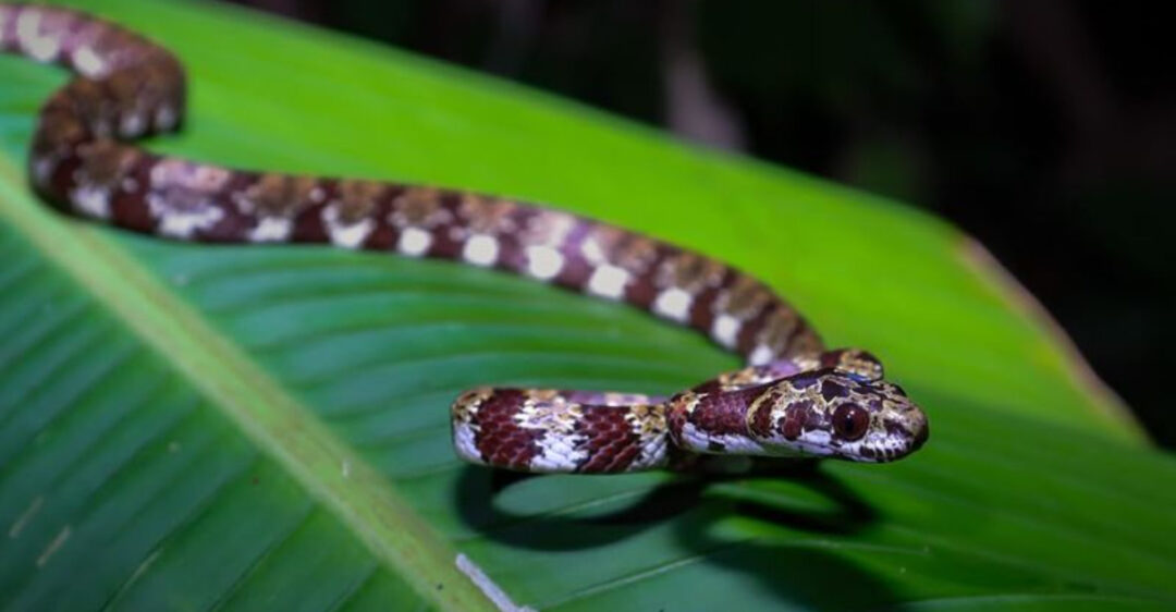 The 9 States In America With The Fewest Snakes