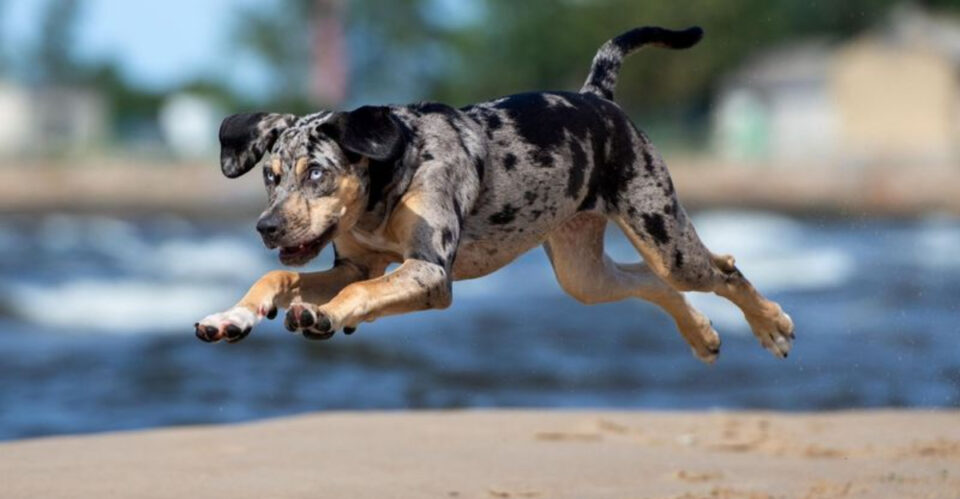 The American Leopard Hound Is A Blend Of Beauty And Skill