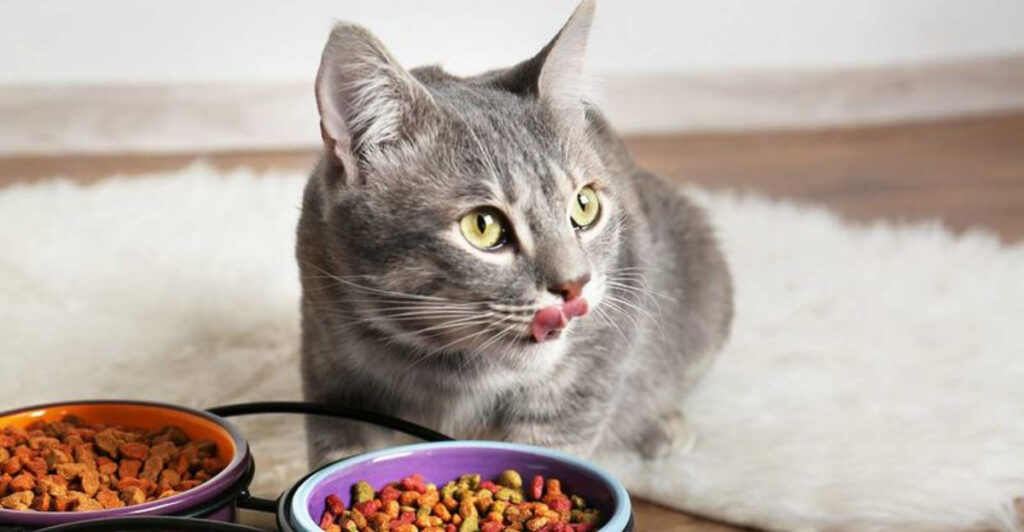 The Best Diet For Keeping Indoor Cats Healthy