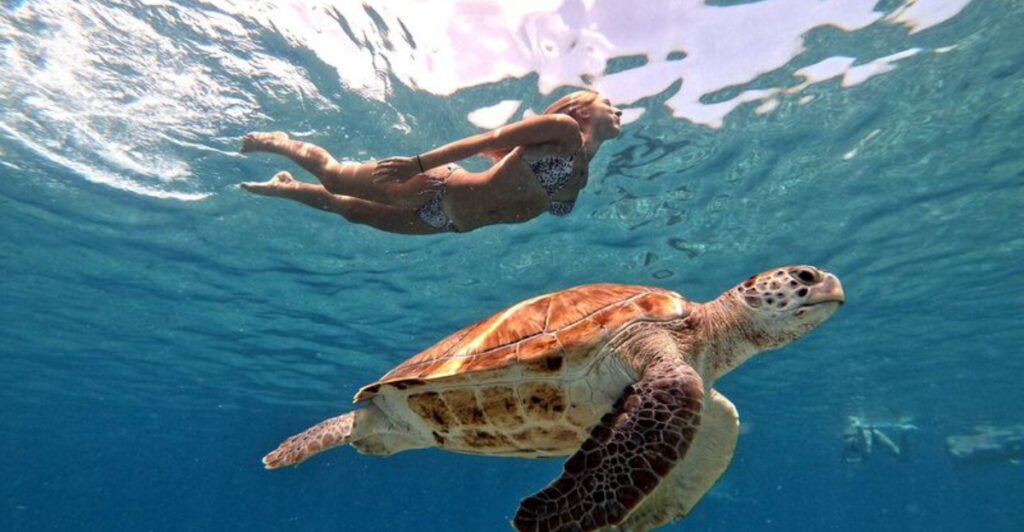 The Best Time And Place To Swim With Turtles In The Galápagos Islands