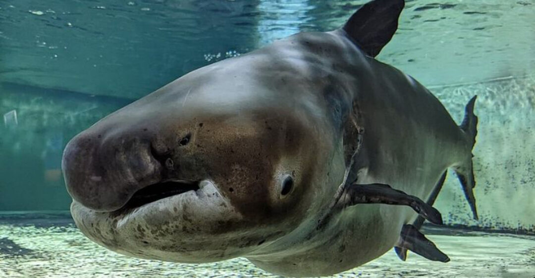 The Biggest Freshwater Fish Ever Discovered – Animalko